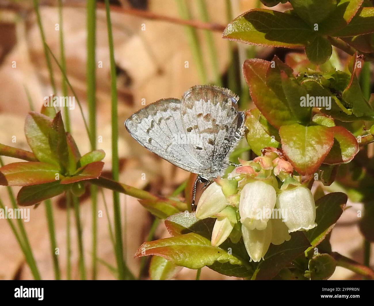 Spring Azure (Celastrina ladon Stock Photo - Alamy