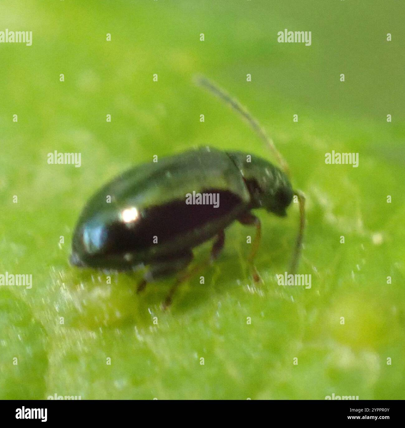 Spurge Flea Beetles (Aphthona Stock Photo - Alamy