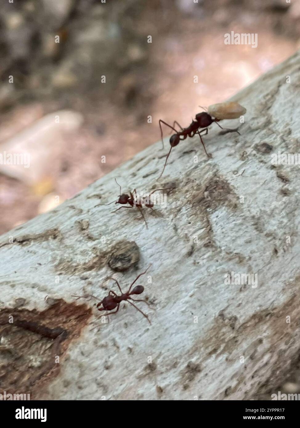 Texas leafcutter ant hi-res stock photography and images - Alamy