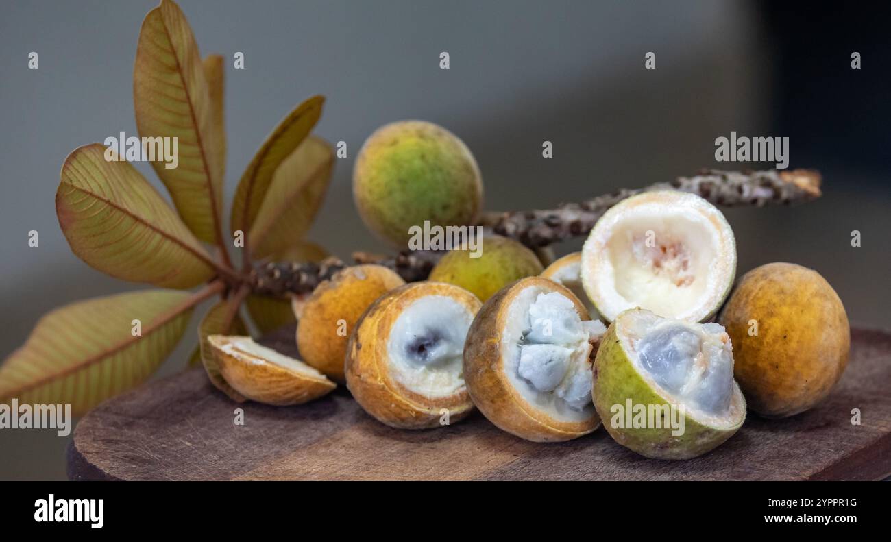 Curriola (Pouteria ramiflora) wild fruit from the Brazilian cerrado ...