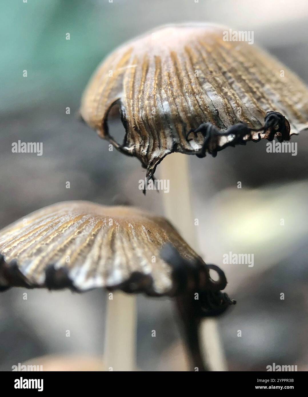 Coprinellus sect. Setulosi (Setulosi Stock Photo - Alamy