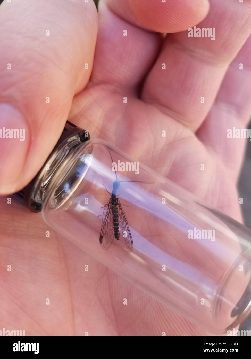 American Square-headed Snakeflies (Negha Stock Photo - Alamy