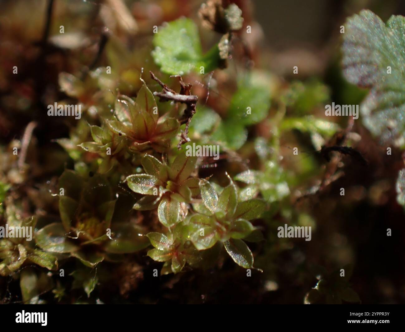 Capillary Thread-moss (Ptychostomum capillare Stock Photo - Alamy