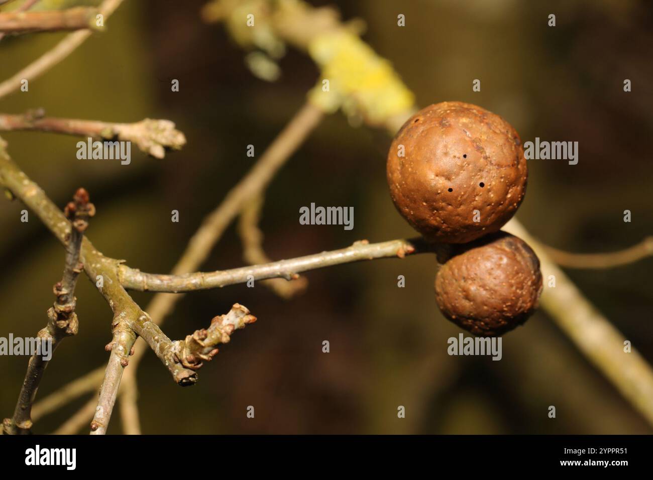 Oak Marble Gall Wasp (Andricus kollari Stock Photo - Alamy