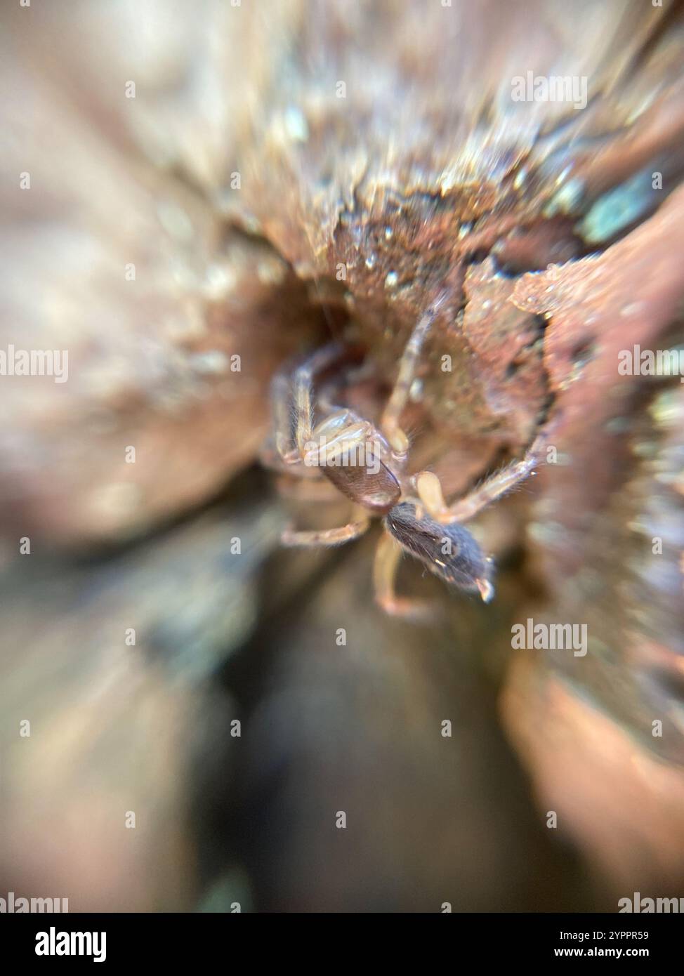 Snake-back Spider (Segestria senoculata Stock Photo - Alamy