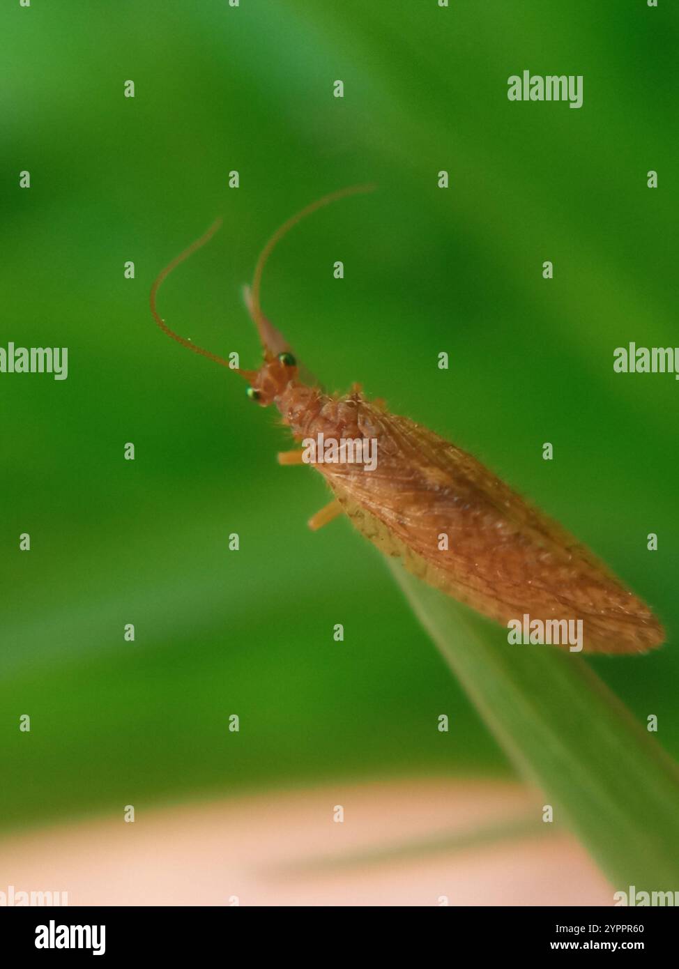 Angular Brunette Lacewing (Micromus angulatus Stock Photo - Alamy