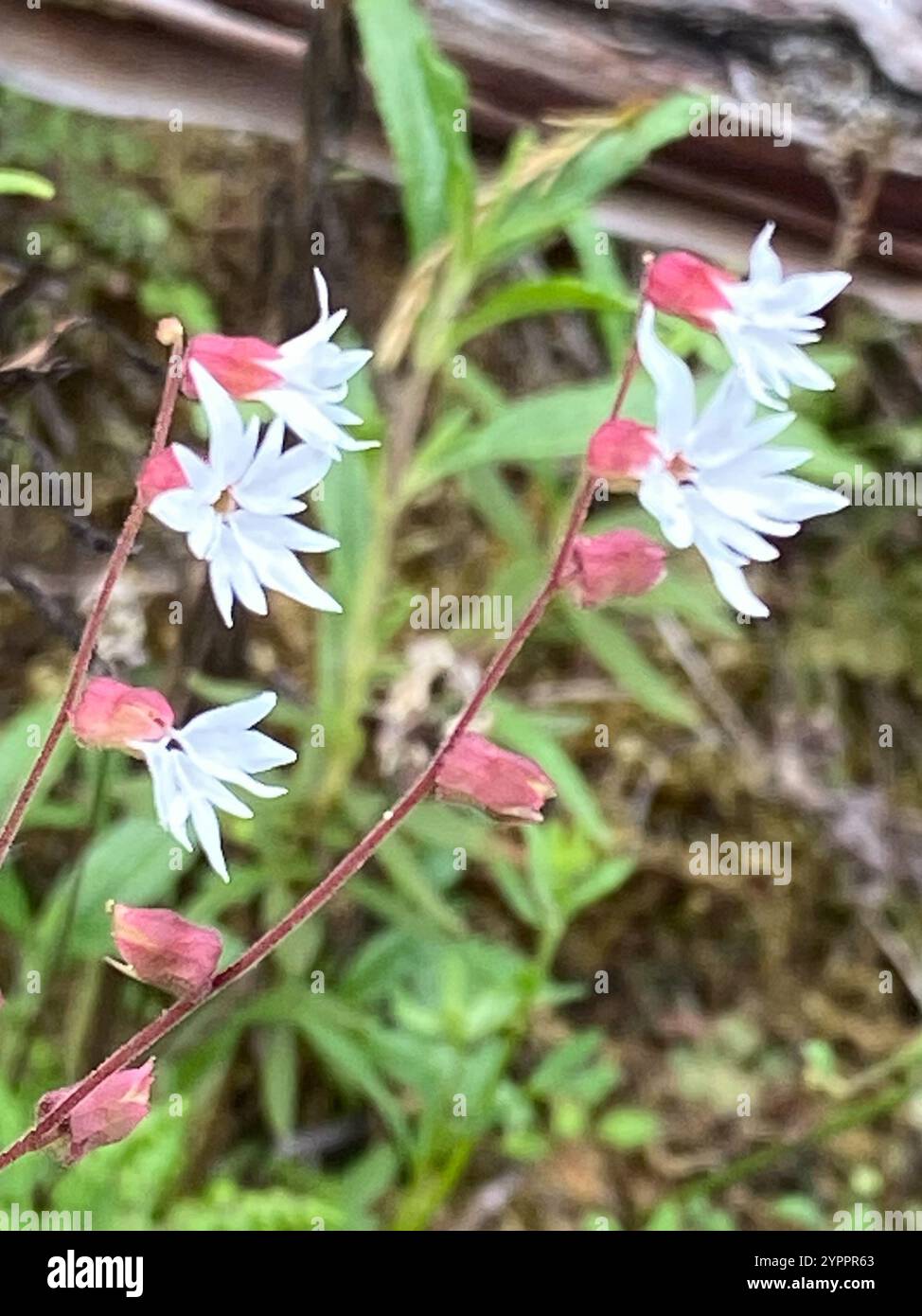 hillside woodland star (Lithophragma heterophyllum Stock Photo - Alamy