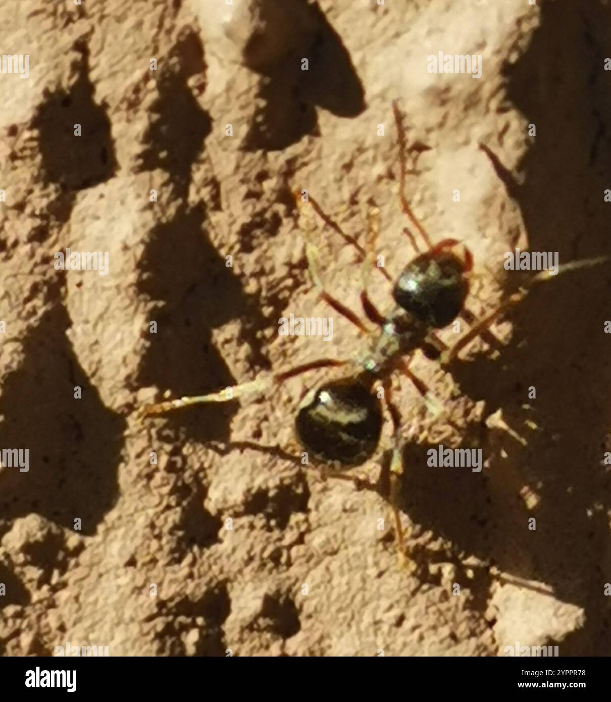 Citronella Ants, Fuzzy Ants, and Allies (Lasius Stock Photo - Alamy