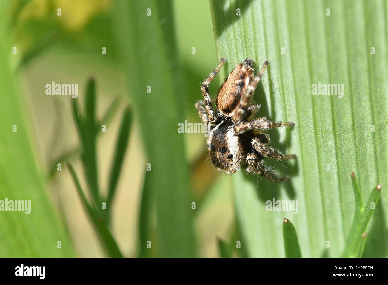 Proszynski's Jumping Spider (Evarcha proszynskii Stock Photo - Alamy