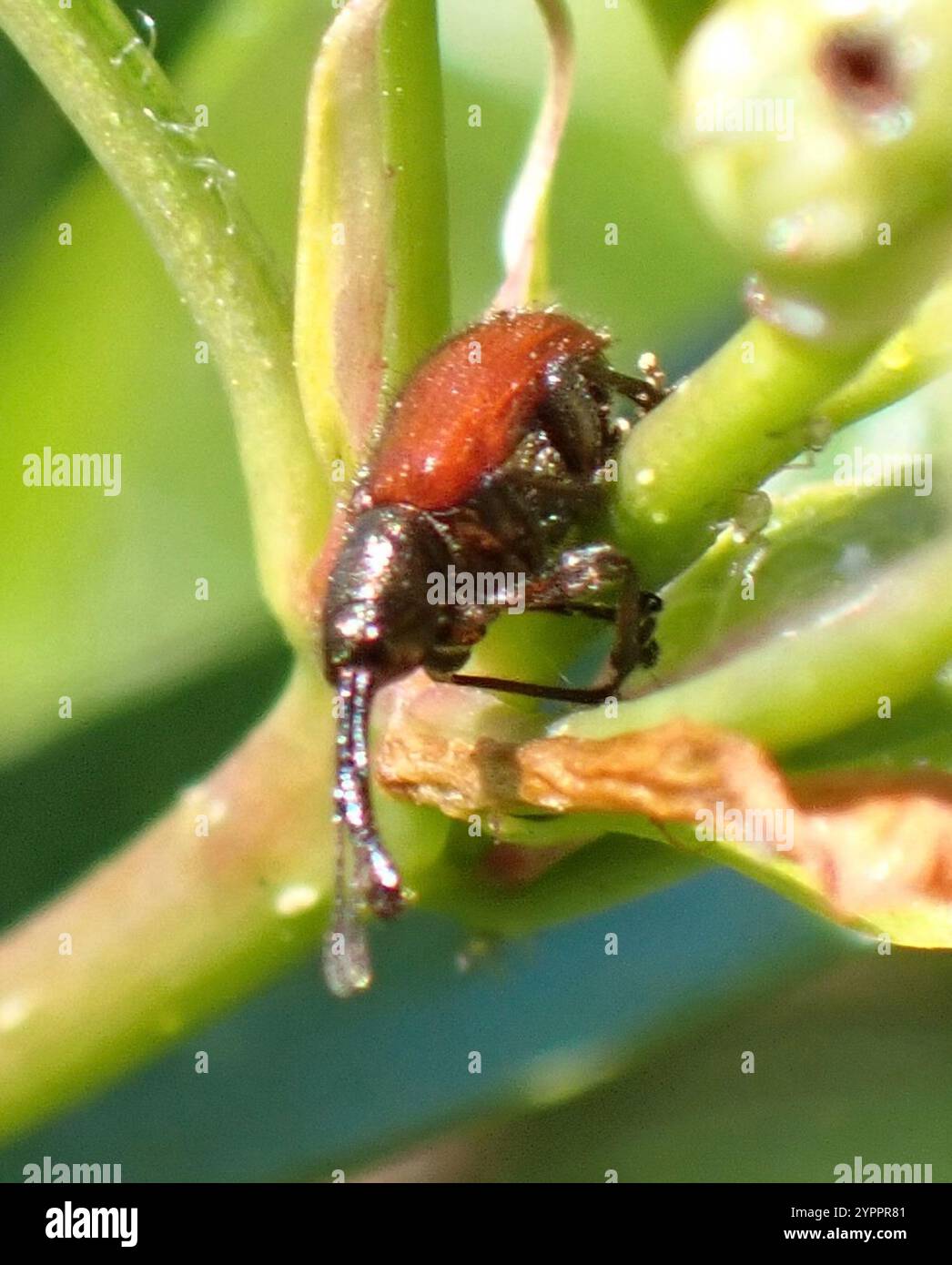 Apple Fruit Weevil (Tatianaerhynchites aequatus Stock Photo - Alamy