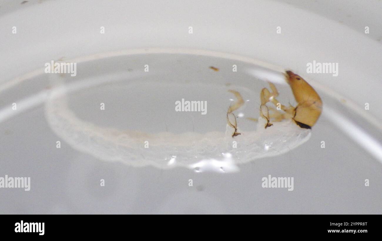 Little Black Caddisflies (Chimarra Stock Photo - Alamy