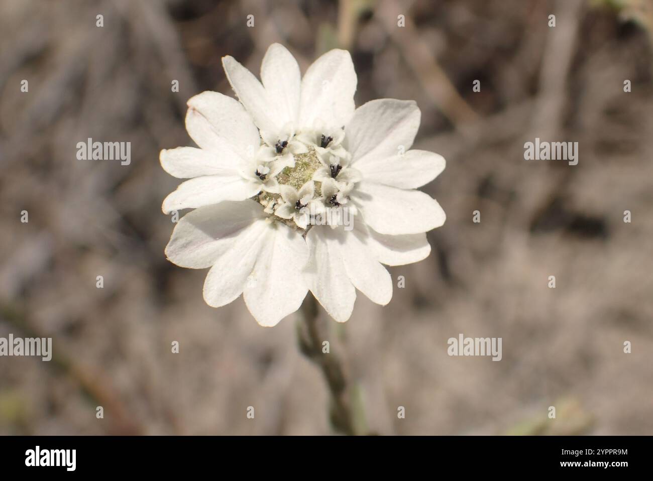 Woodrush tarweed (Hemizonia congesta luzulifolia Stock Photo - Alamy