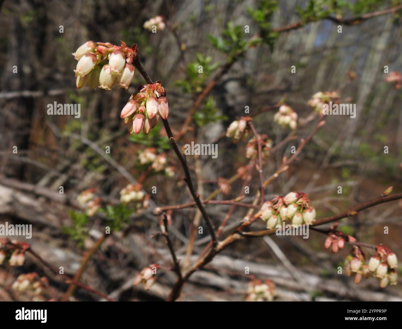 Northern highbush blueberry (Vaccinium corymbosum Stock Photo - Alamy