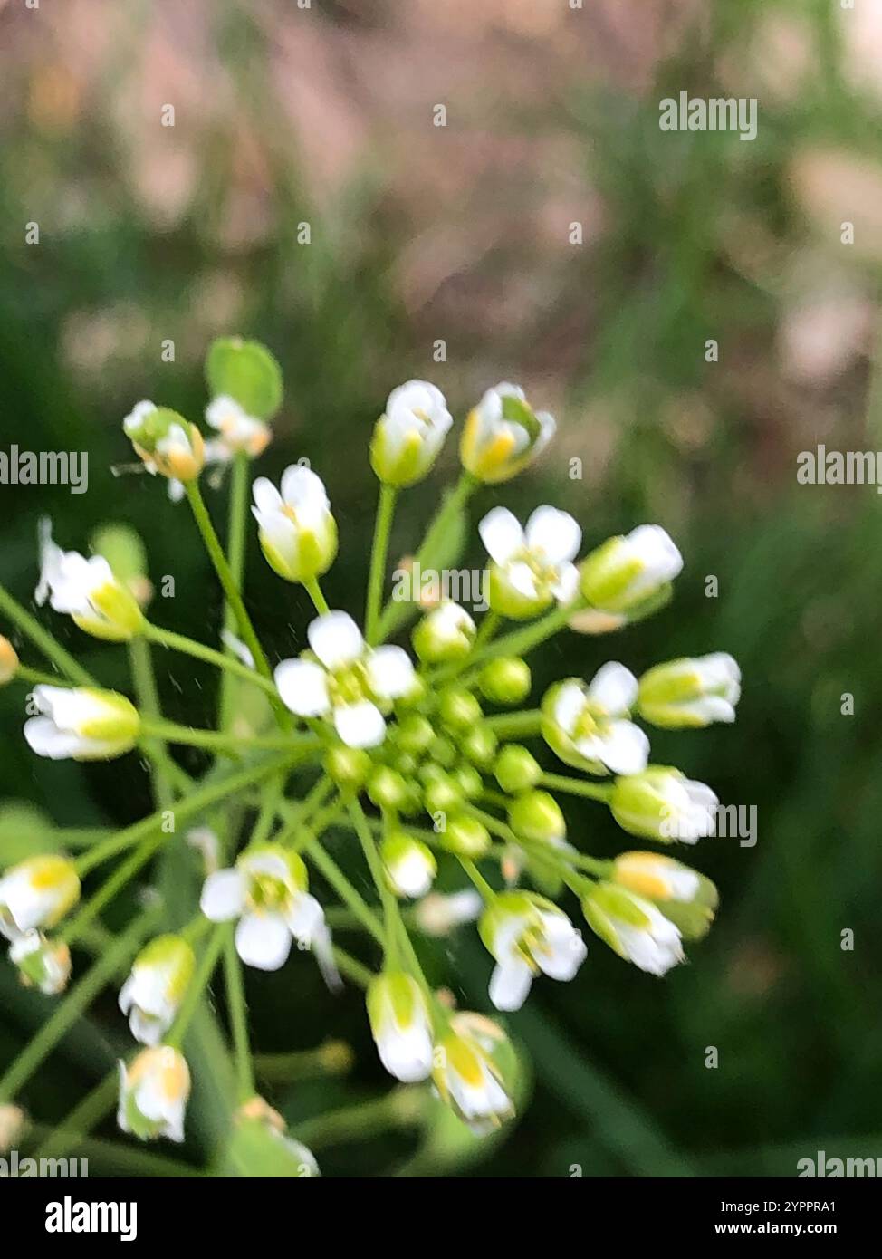 garlic penny-cress (Mummenhoffia alliacea Stock Photo - Alamy