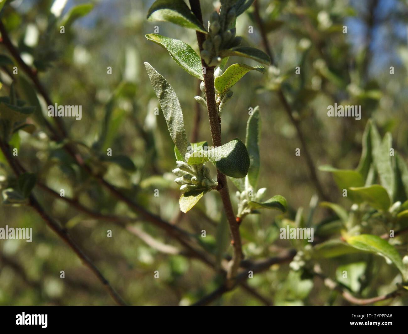 autumn olive (Elaeagnus umbellata Stock Photo - Alamy