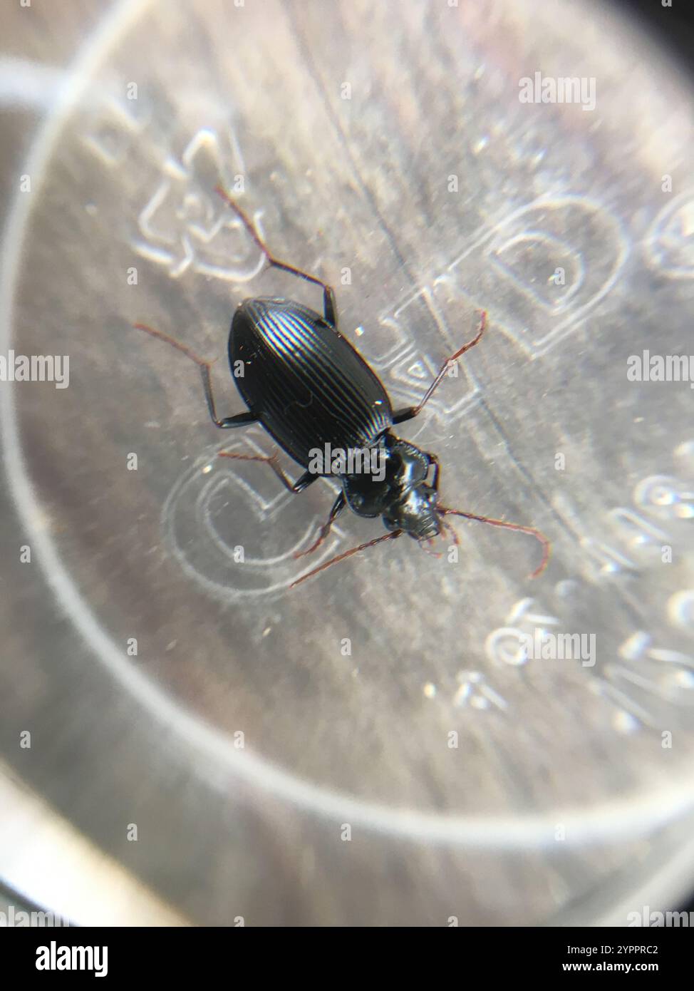 European Gazelle Beetle (Nebria brevicollis Stock Photo - Alamy