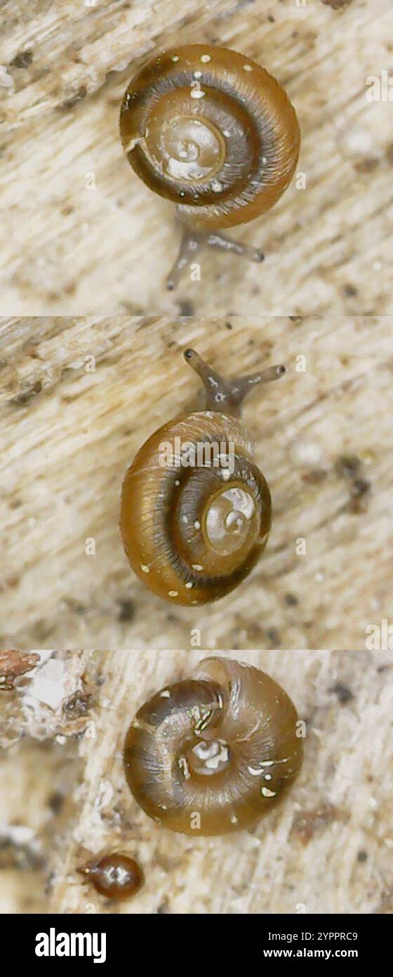 Dwarf Snail (Punctum pygmaeum Stock Photo - Alamy