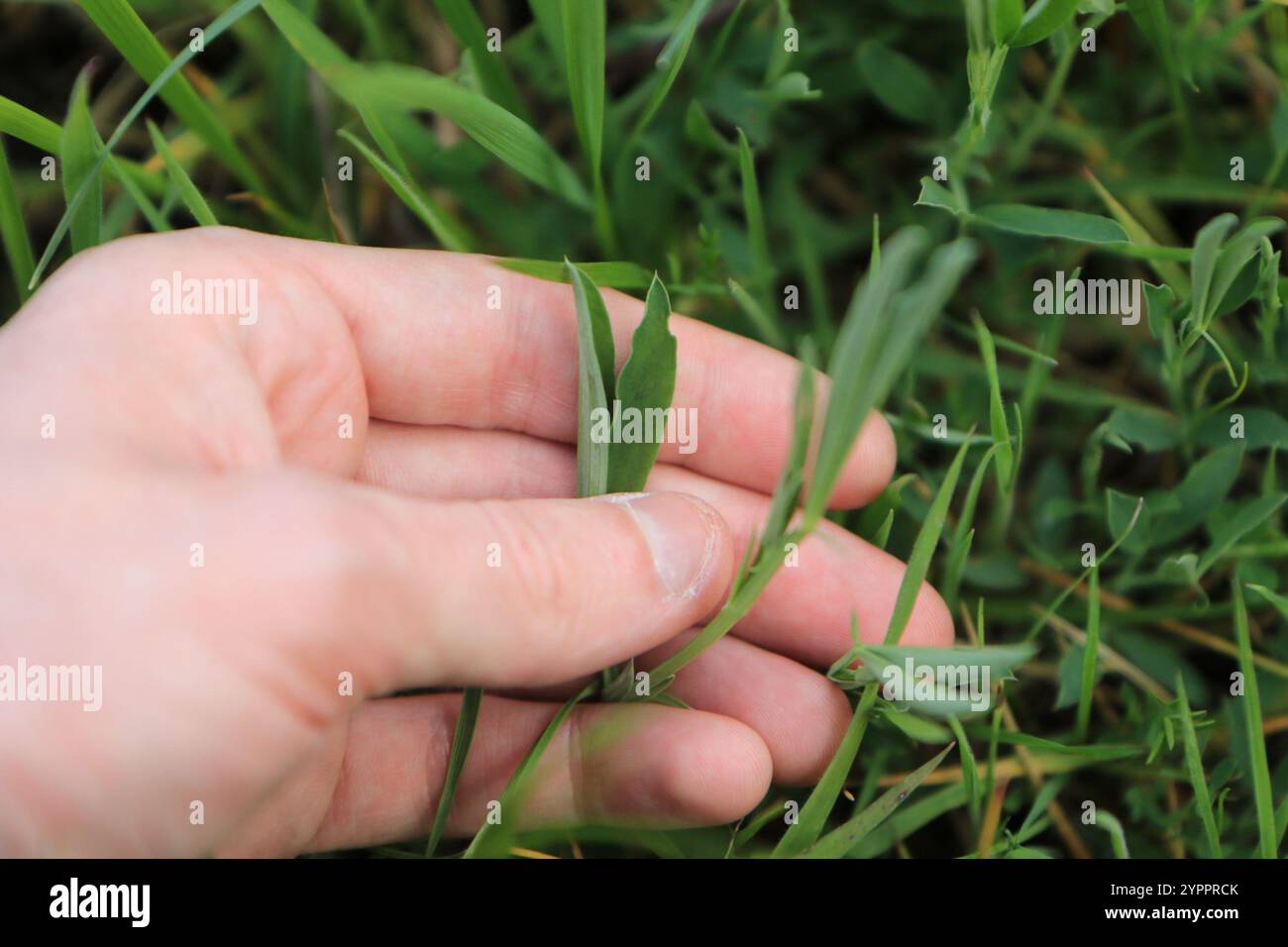 Grass Pea (Lathyrus sphaericus Stock Photo - Alamy