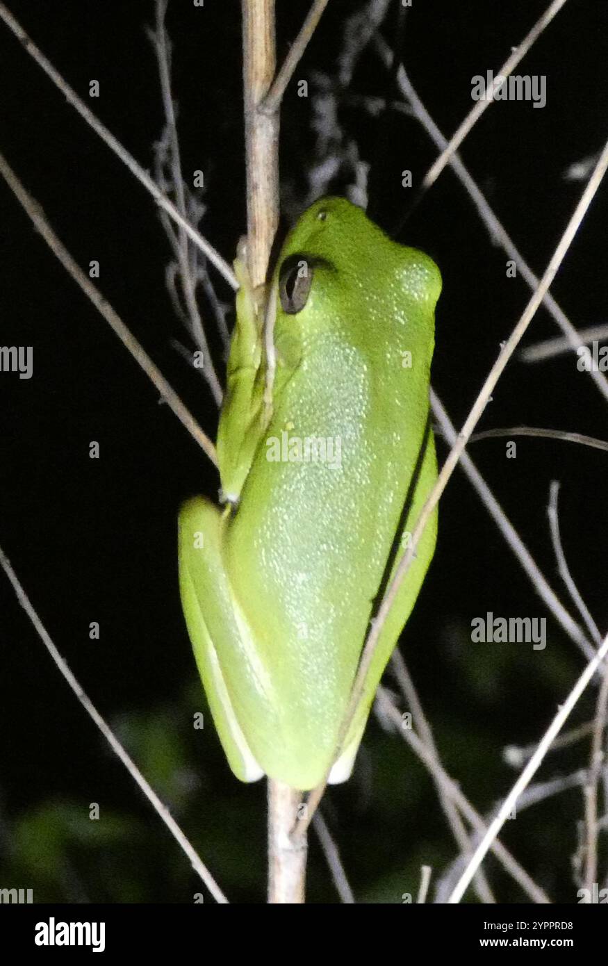 Green Treefrog (Hyla cinerea Stock Photo - Alamy