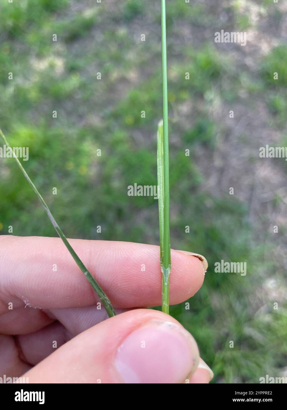 blunt broom sedge (Carex tribuloides Stock Photo - Alamy