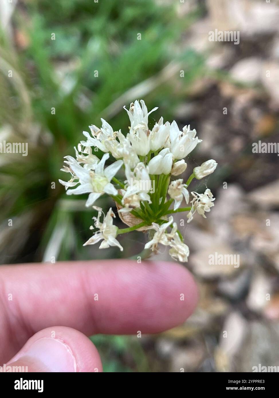 Canadian Meadow garlic (Allium canadense Stock Photo - Alamy