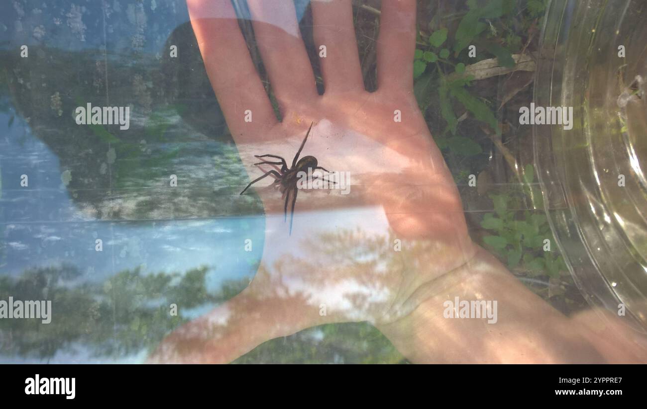 Tropical Wandering Spiders (Ctenus Stock Photo - Alamy