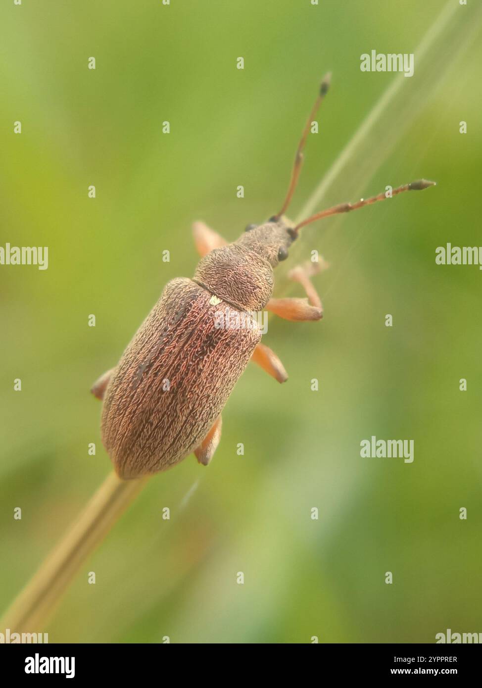 Common Leaf Weevil (Phyllobius pyri Stock Photo - Alamy