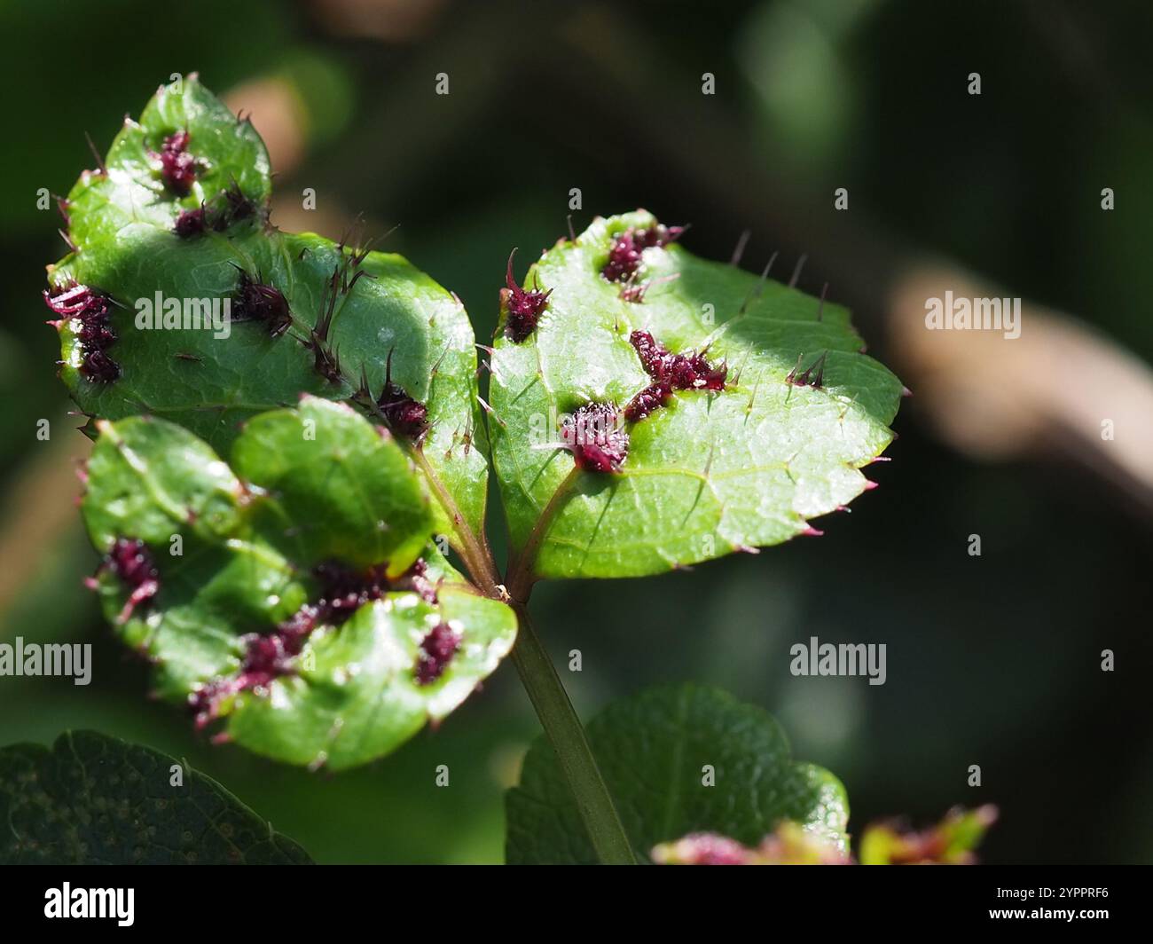 (Eleutherococcus trifoliatus setosus Stock Photo - Alamy