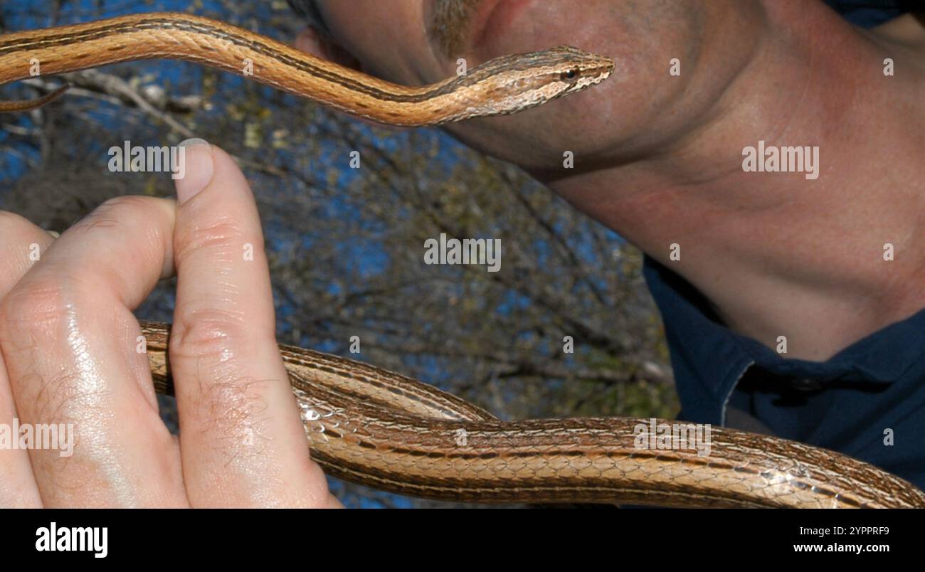 Northern Pencil Snake (Mimophis occultus Stock Photo - Alamy