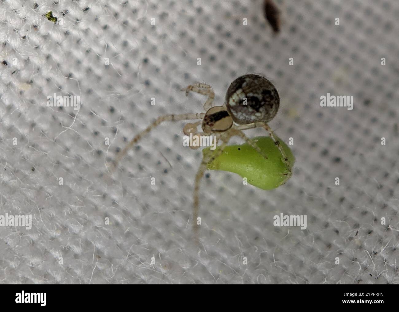 Comb-footed Spiders (Theridiidae Stock Photo - Alamy