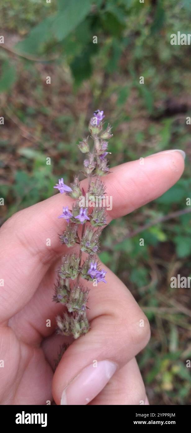 Tropical Bushmint (Hyptis mutabilis Stock Photo - Alamy