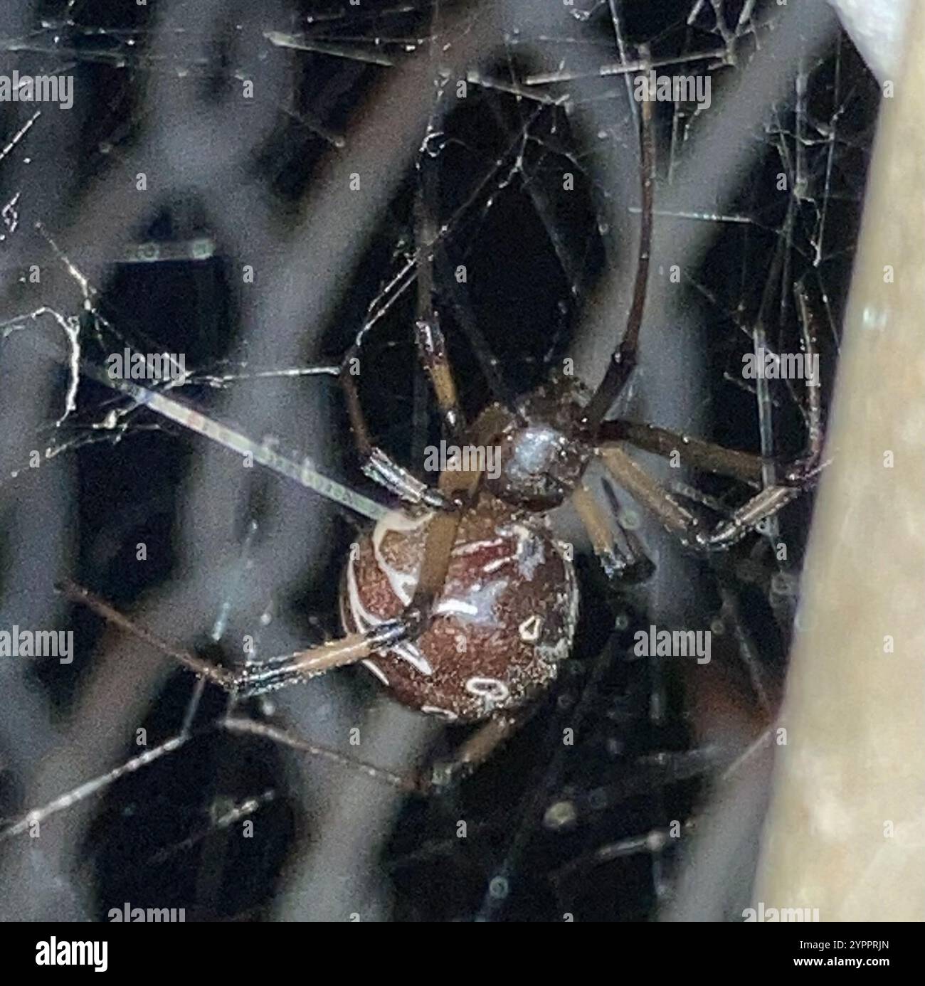 Brown Widow (Latrodectus geometricus Stock Photo - Alamy