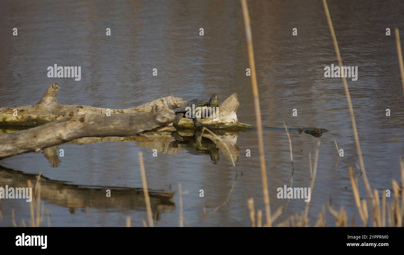 European Pond Turtle (Emys orbicularis Stock Photo - Alamy