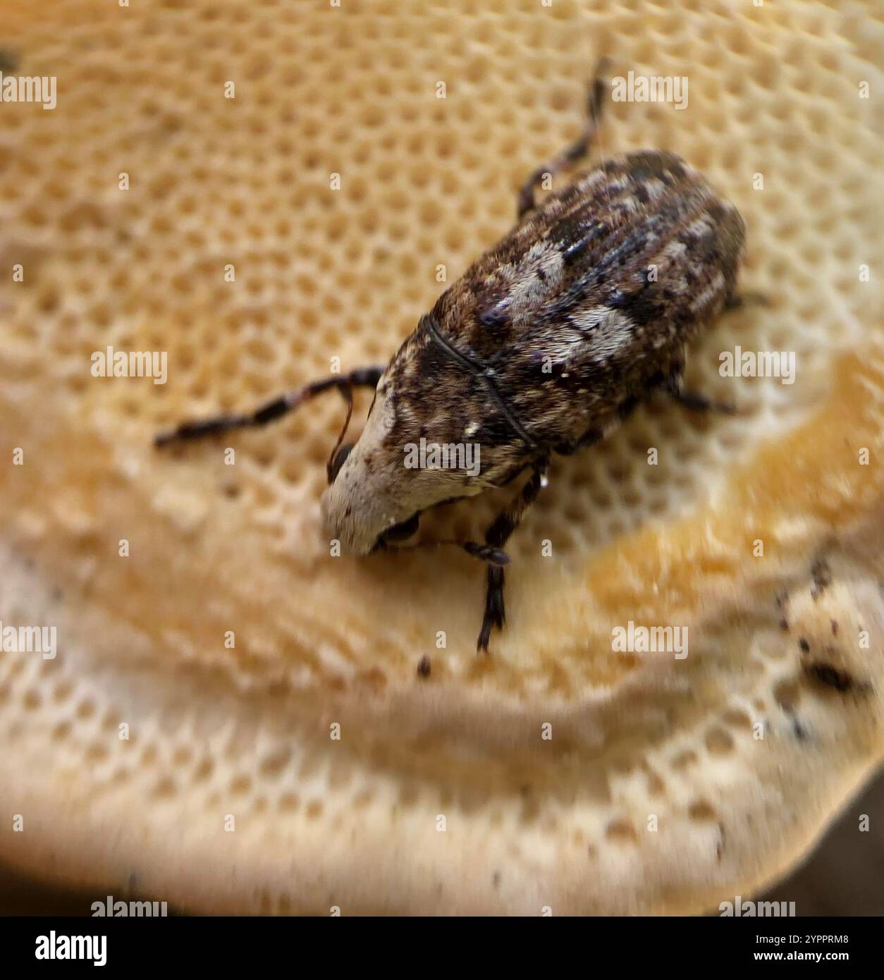Marbled Fungus Weevil (Euparius marmoreus Stock Photo - Alamy