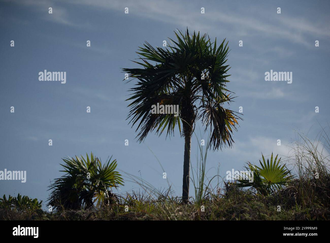 Thrinax radiata thrinax radiata hi-res stock photography and images - Alamy