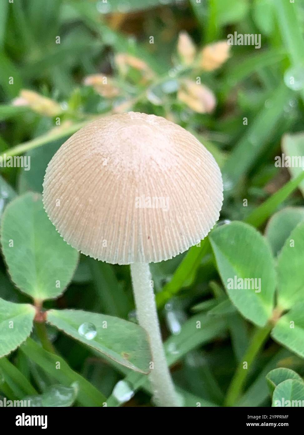 milky conecap (Conocybe apala Stock Photo - Alamy