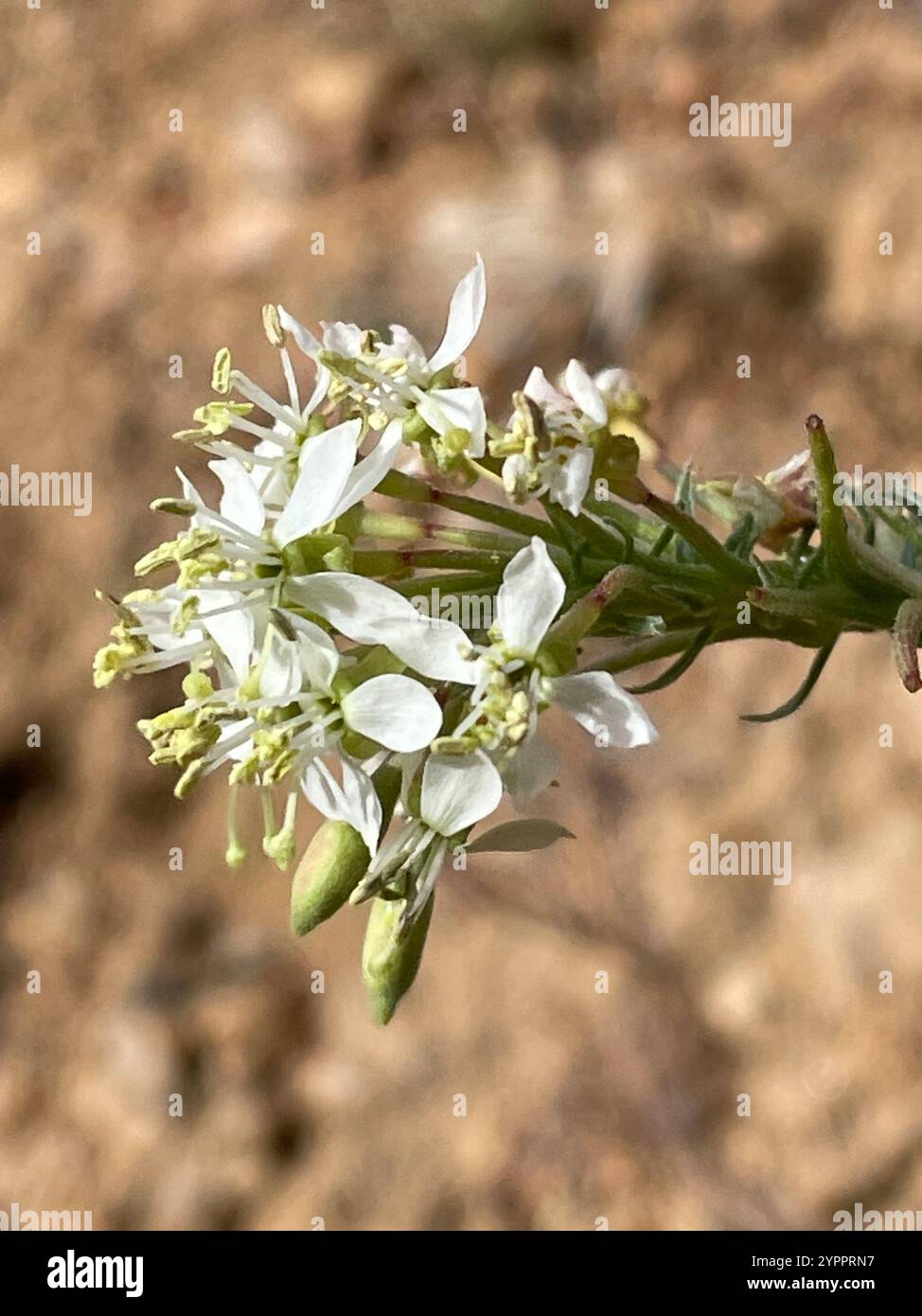 Booth's Evening Primrose (Eremothera boothii Stock Photo - Alamy