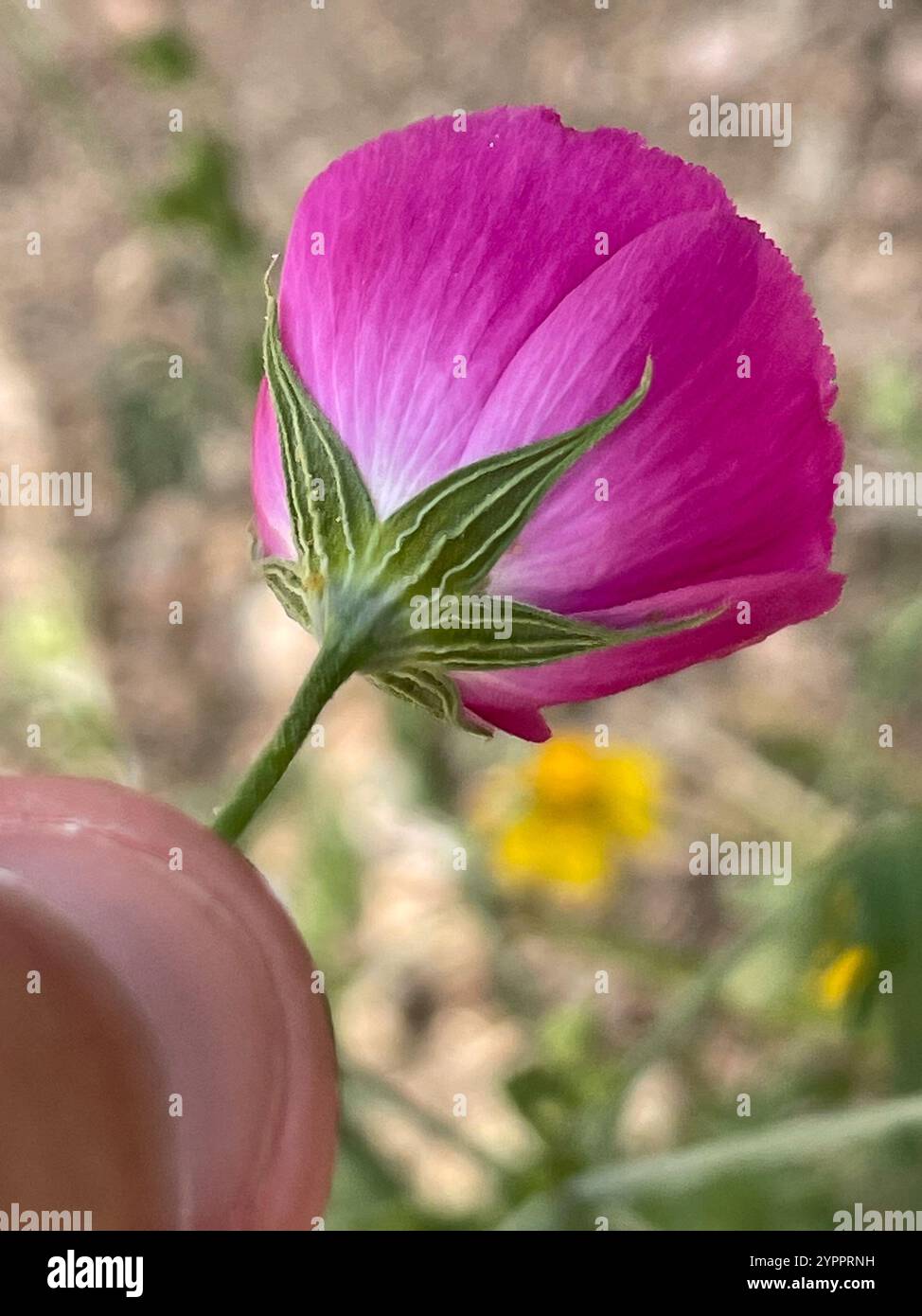 tall poppymallow (Callirhoe leiocarpa Stock Photo - Alamy