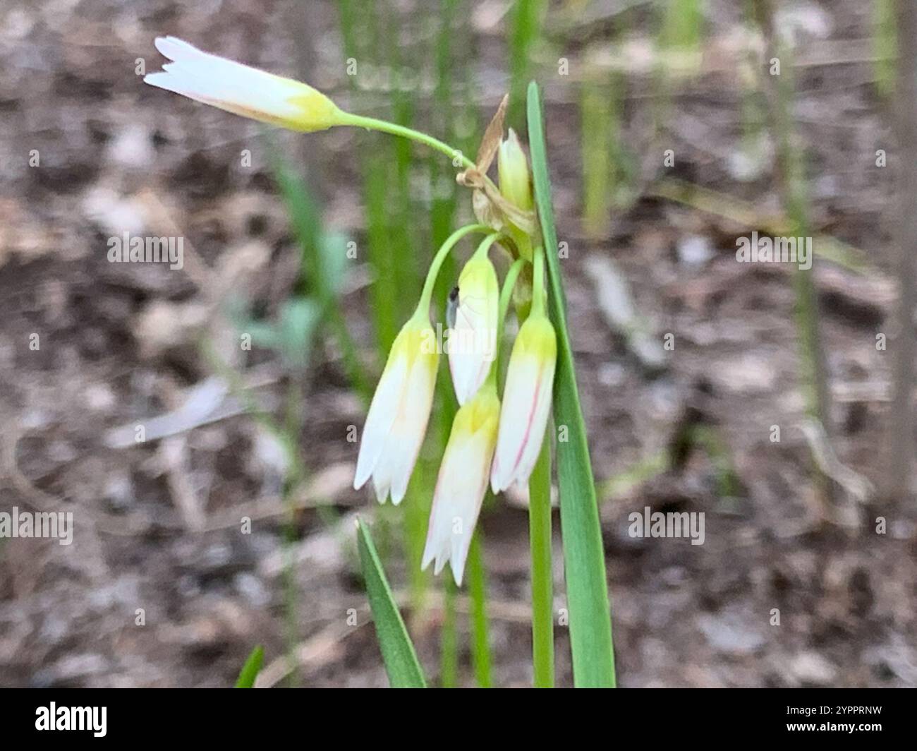 Crowpoison hi-res stock photography and images - Alamy