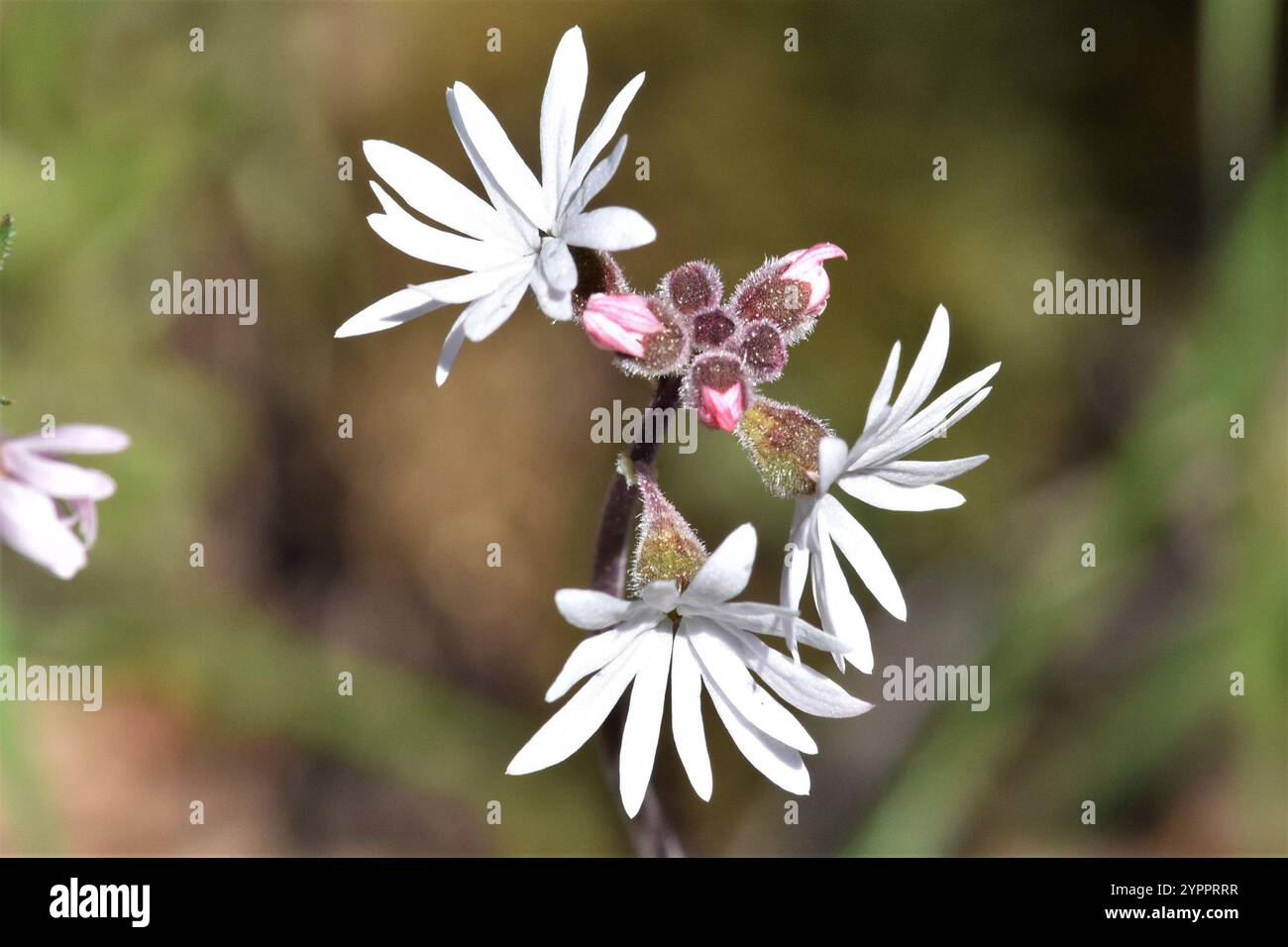 smallflower woodland star (Lithophragma parviflorum Stock Photo - Alamy