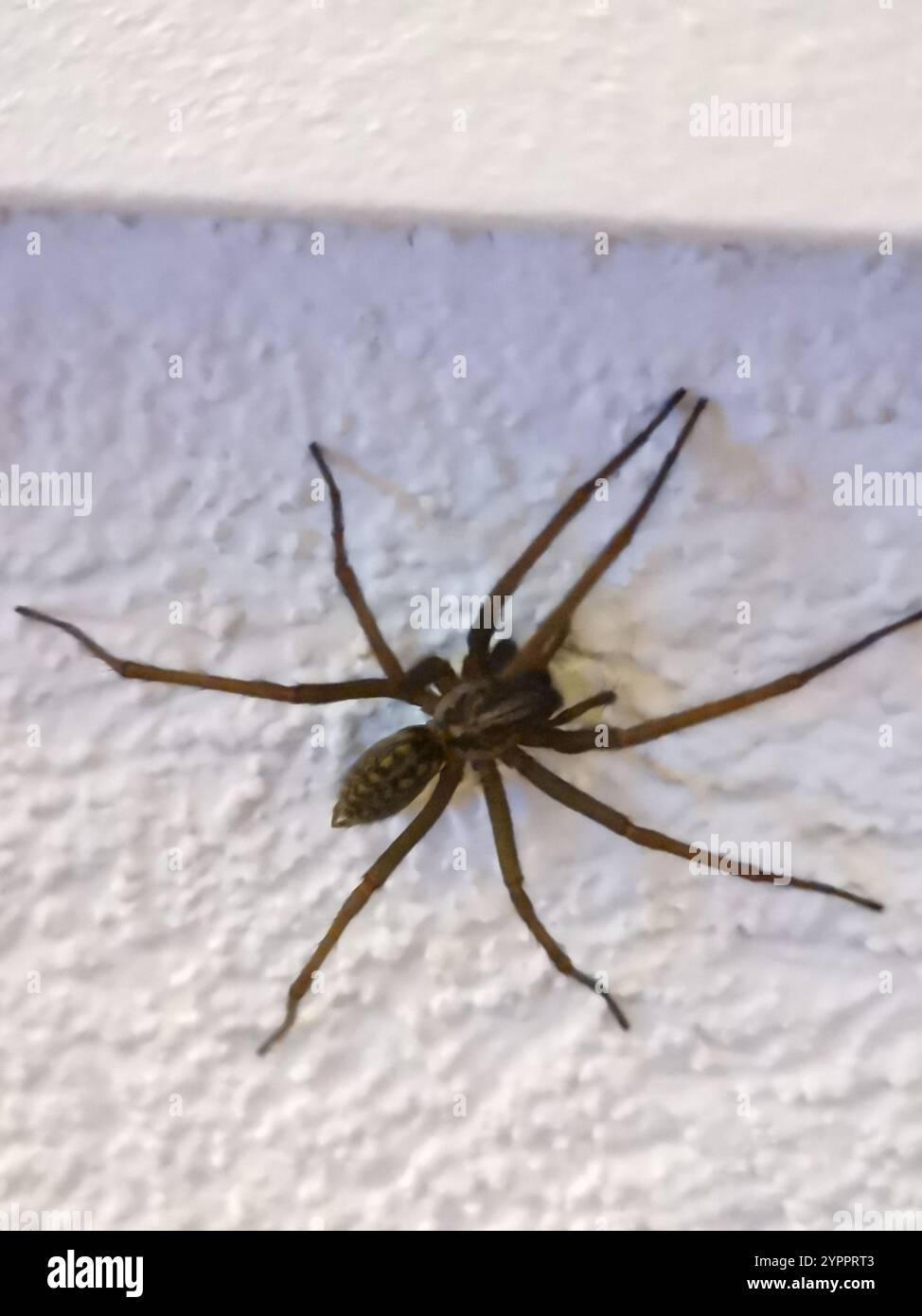 Giant House Spider (Eratigena atrica Stock Photo - Alamy