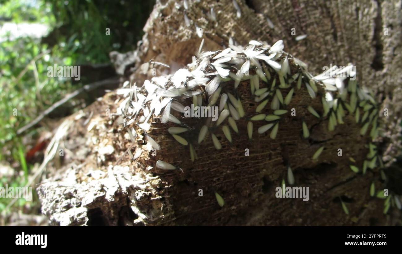 Eastern Subterranean Termite (Reticulitermes flavipes Stock Photo - Alamy