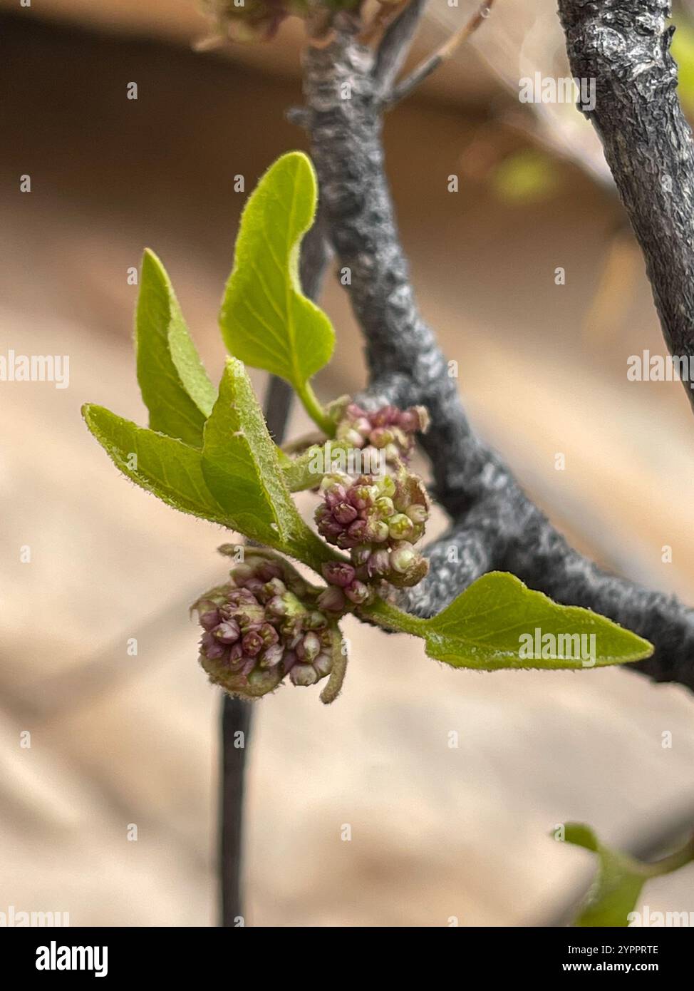 single-leaf ash (Fraxinus anomala Stock Photo - Alamy