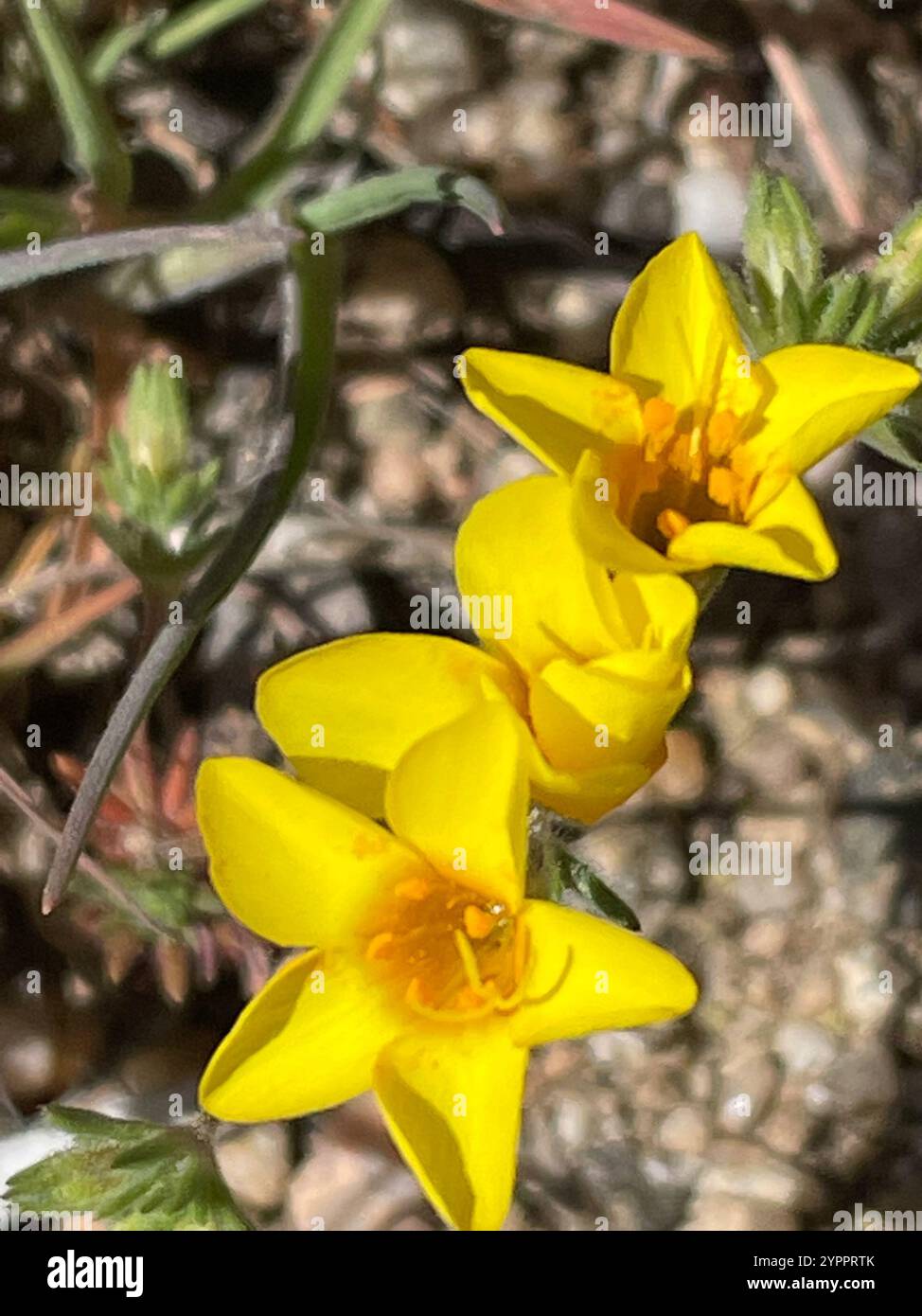 Golden linanthus hi-res stock photography and images - Alamy