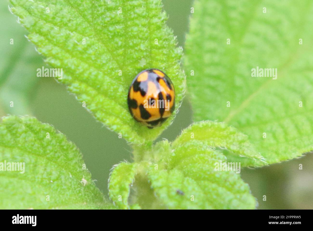 Variable Ladybird Beetle (Coelophora inaequalis Stock Photo - Alamy