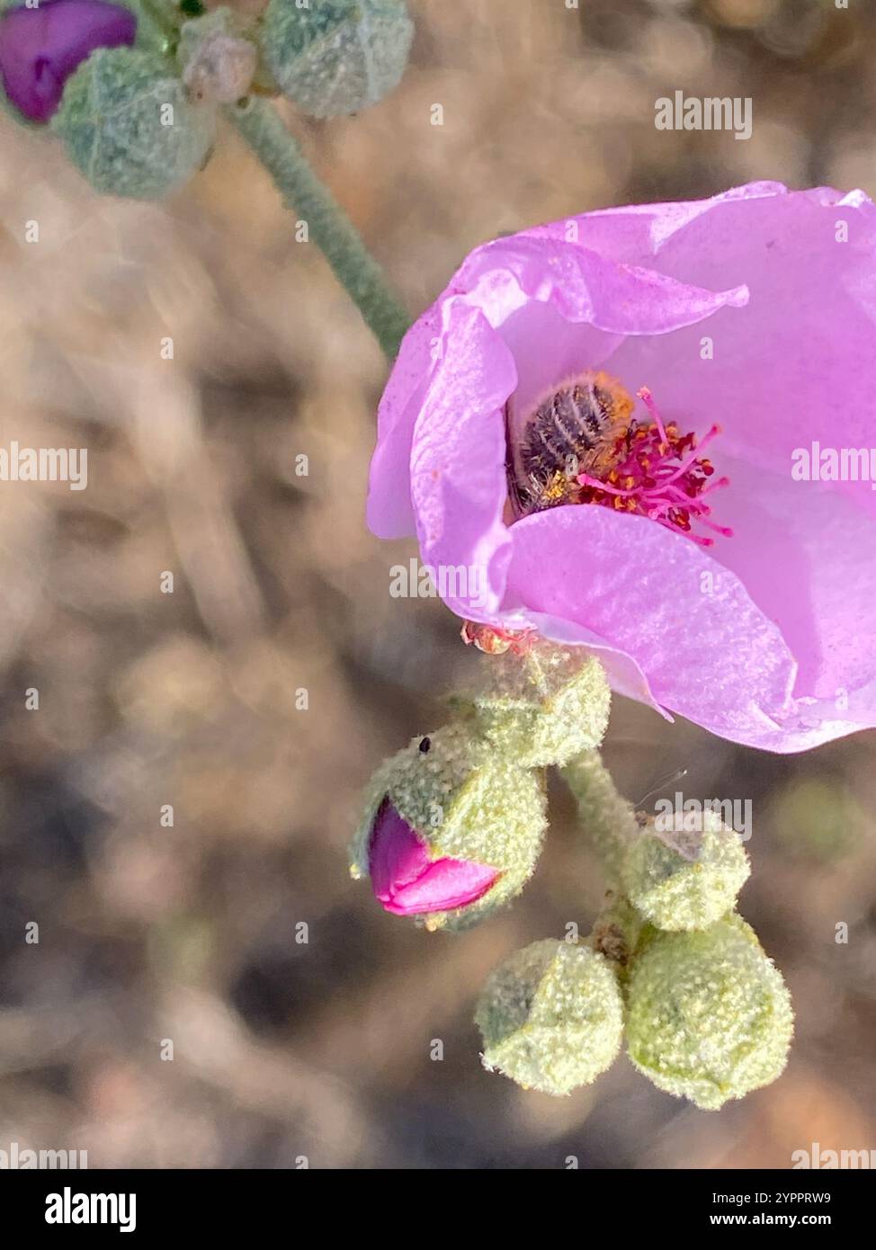 southern coastal bushmallow (Malacothamnus fasciculatus Stock Photo - Alamy
