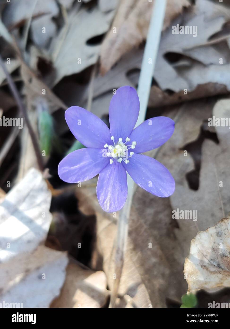 Liverleaf (Hepatica nobilis Stock Photo - Alamy