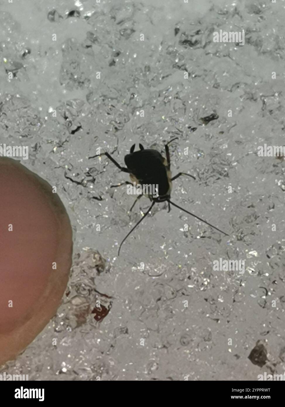 Forest Cockroach (Ectobius sylvestris Stock Photo - Alamy