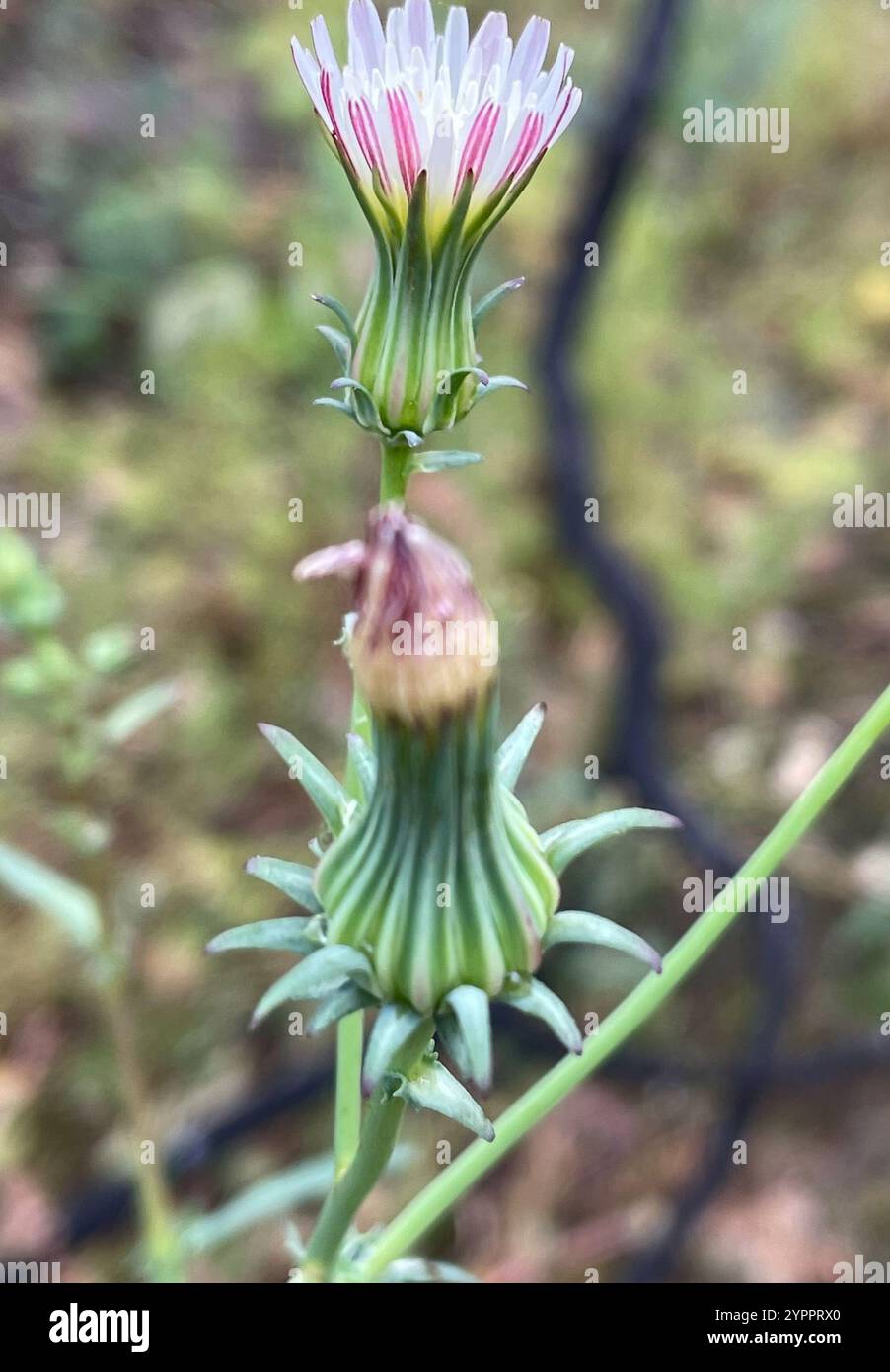 California chicory (Rafinesquia californica Stock Photo - Alamy