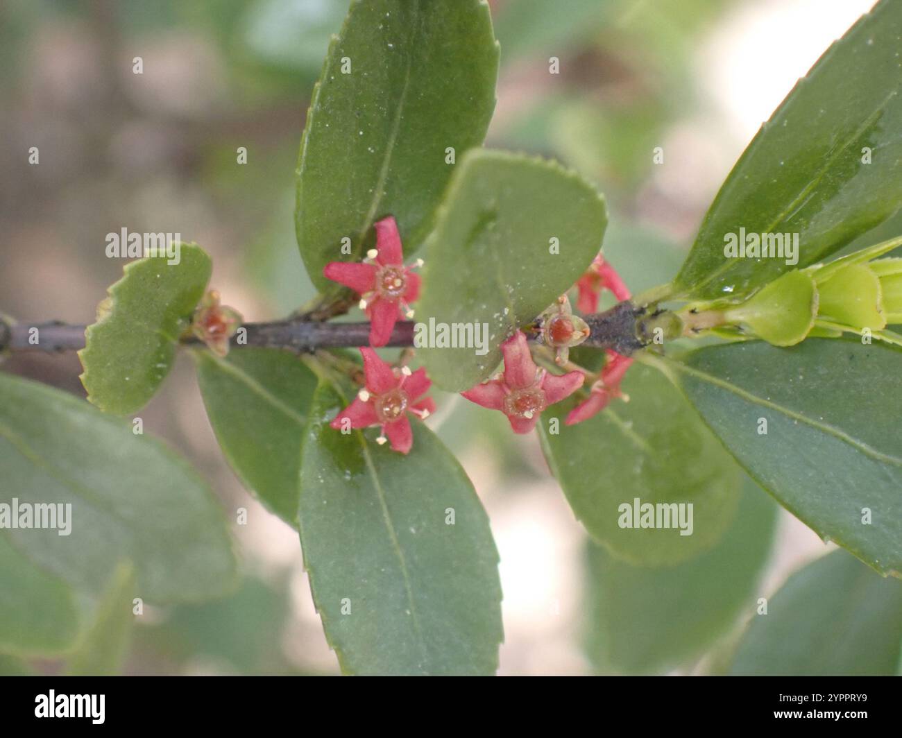 Oregon Boxwood (Paxistima myrsinites Stock Photo - Alamy